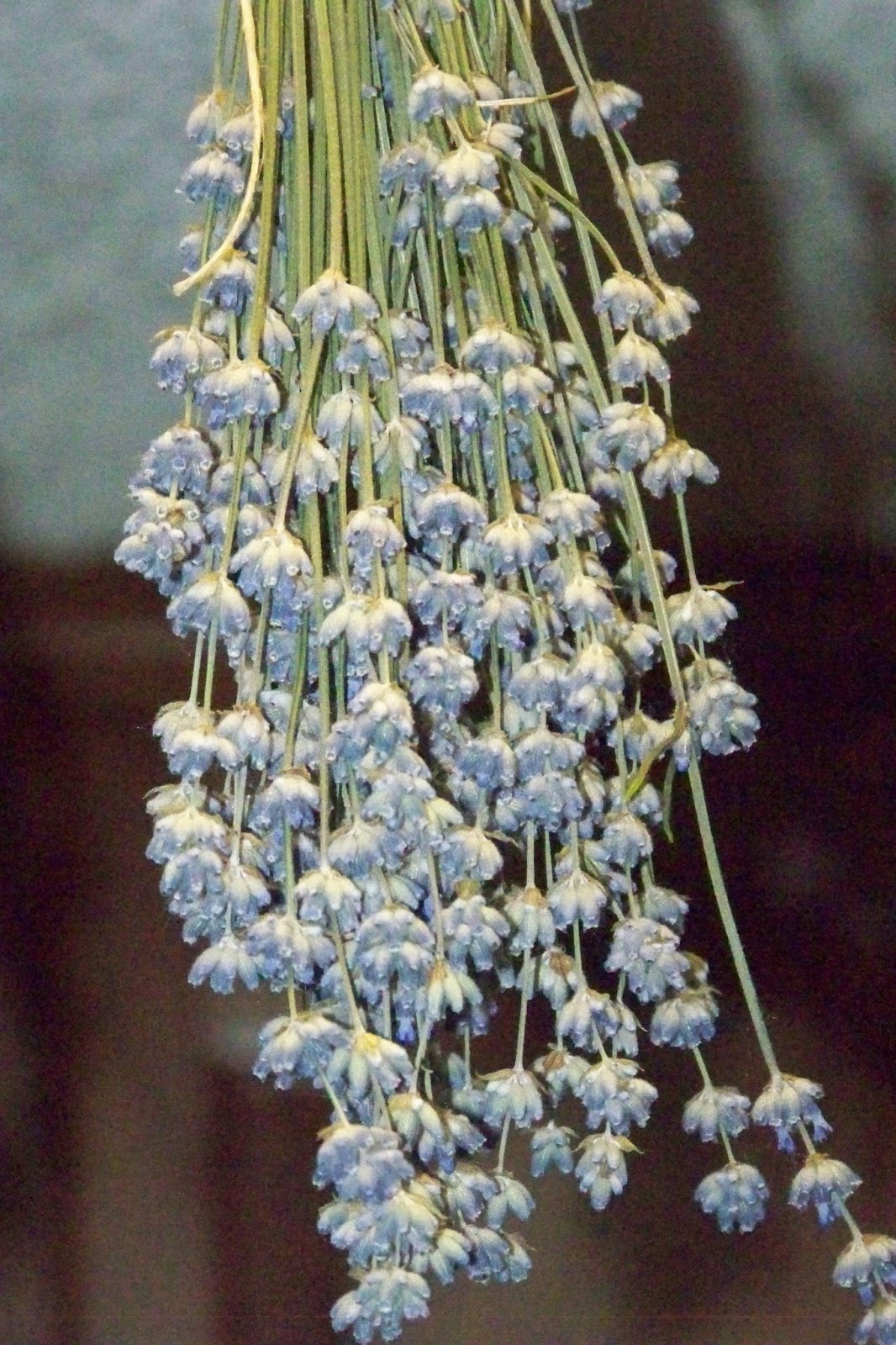 Rustic Farm Living: Everything Lavender