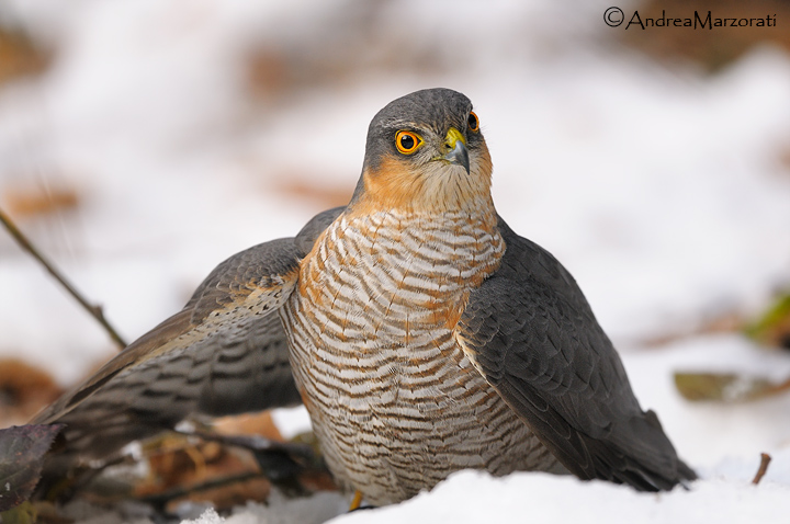 Natura & Tempo libero: Flora e Fauna Calabrese