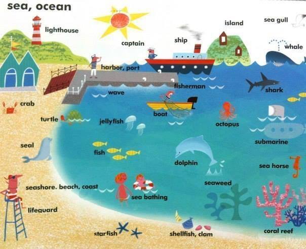 English is everywhere: Vocabulary: The sea
