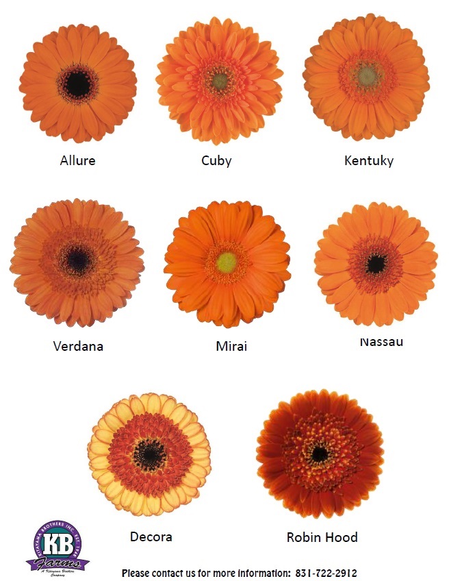 Kitayama Brothers Floral News: Introducing KB Mini Gerberas!