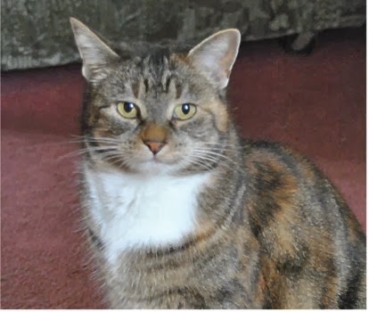 Gwent Cats Protection