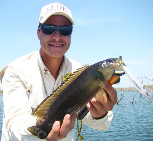 No Mar Profundo: Jacundá (Joaninha)