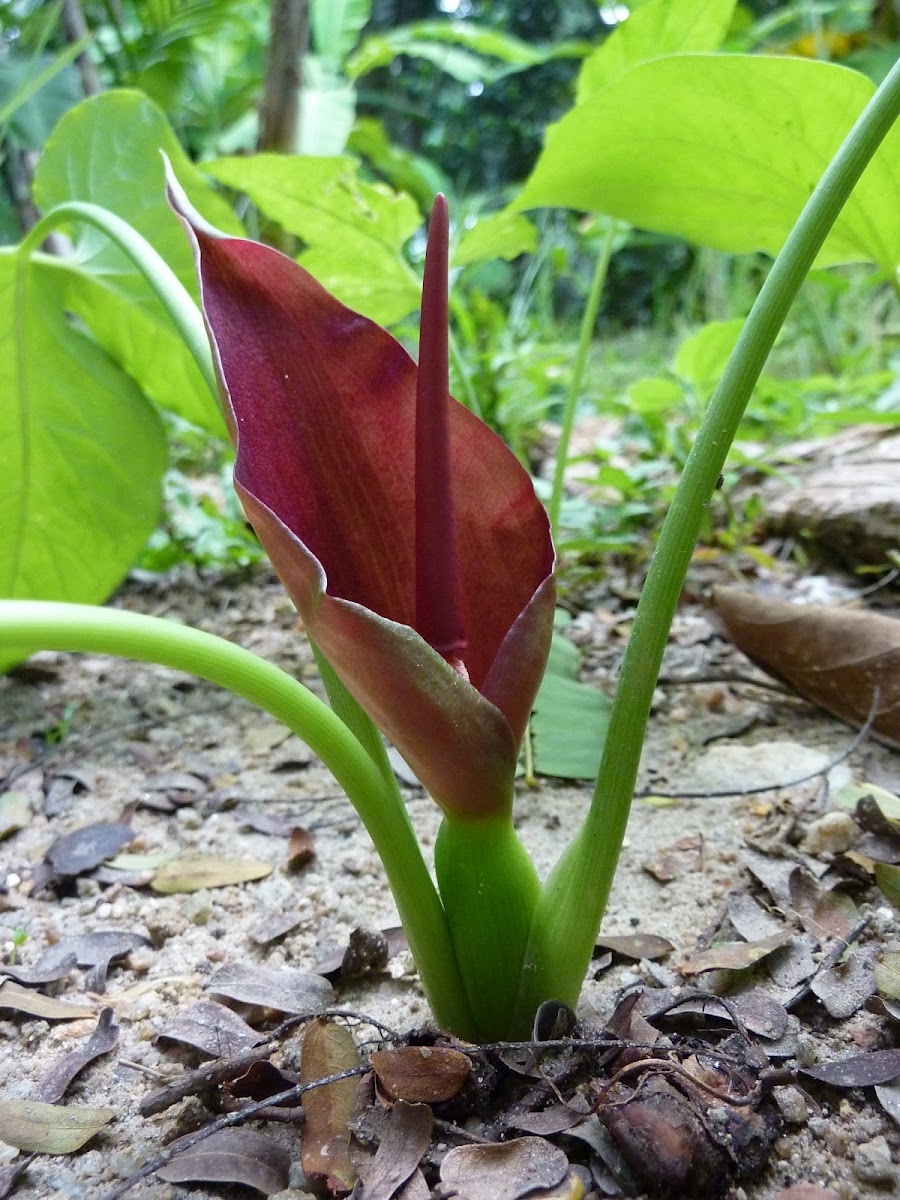 Wild & Garden Flowers: Araceae