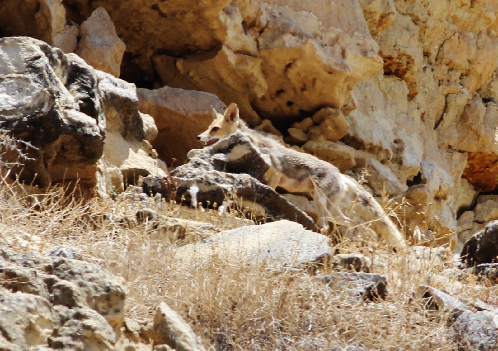Biodiversity of Cyprus by NGO Protection of the Natural Heritage and ...