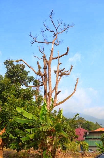 Memoirs Keluarga...: 274. Gemencheh - MRSM Gemencheh...lawatan pertama...