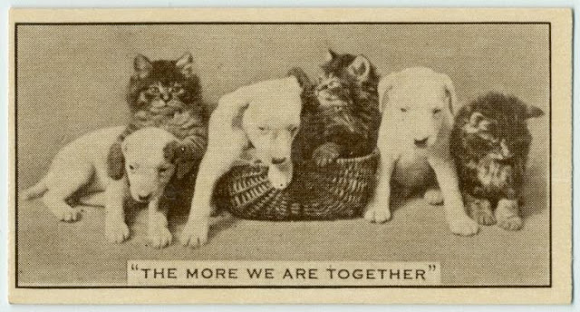 27 Cute and Silly Animal Cigarette Cards From the Early 20th Century ...