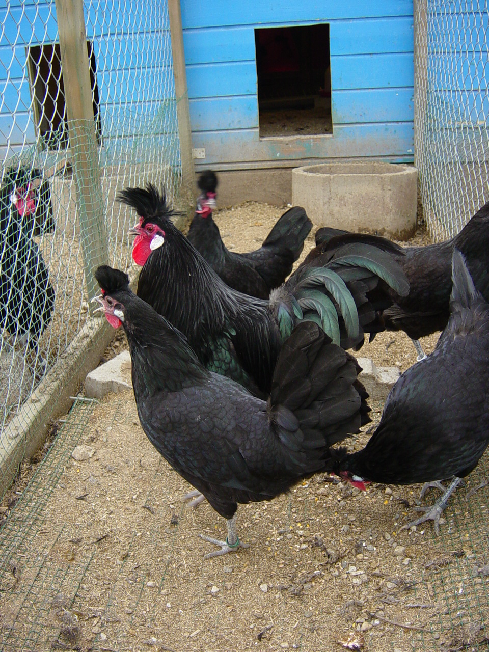 Breed Savers: Appenzeller Spitzhauben