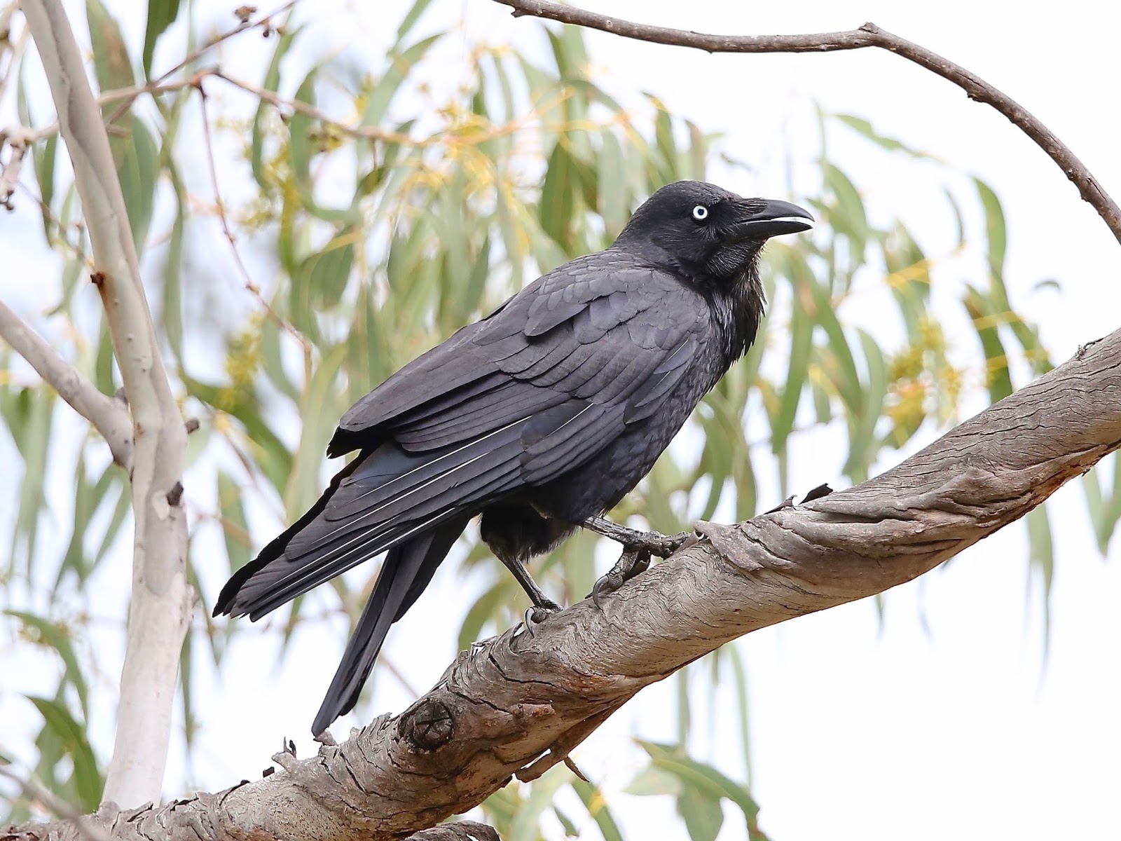 Avithera: Australian Raven