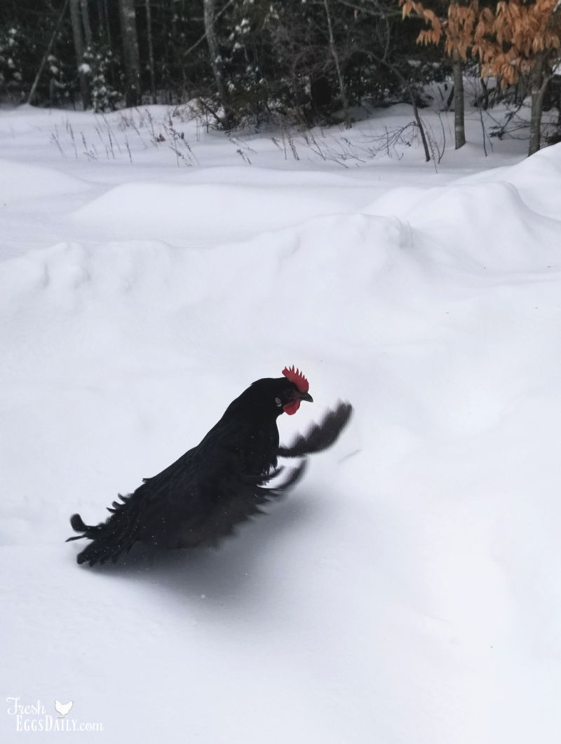 Can Chickens Fly? - Fresh Eggs Daily® with Lisa Steele