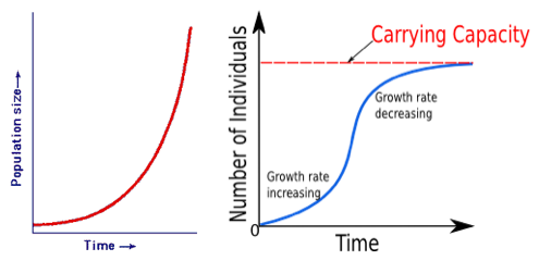 The Incredible Coral Reef