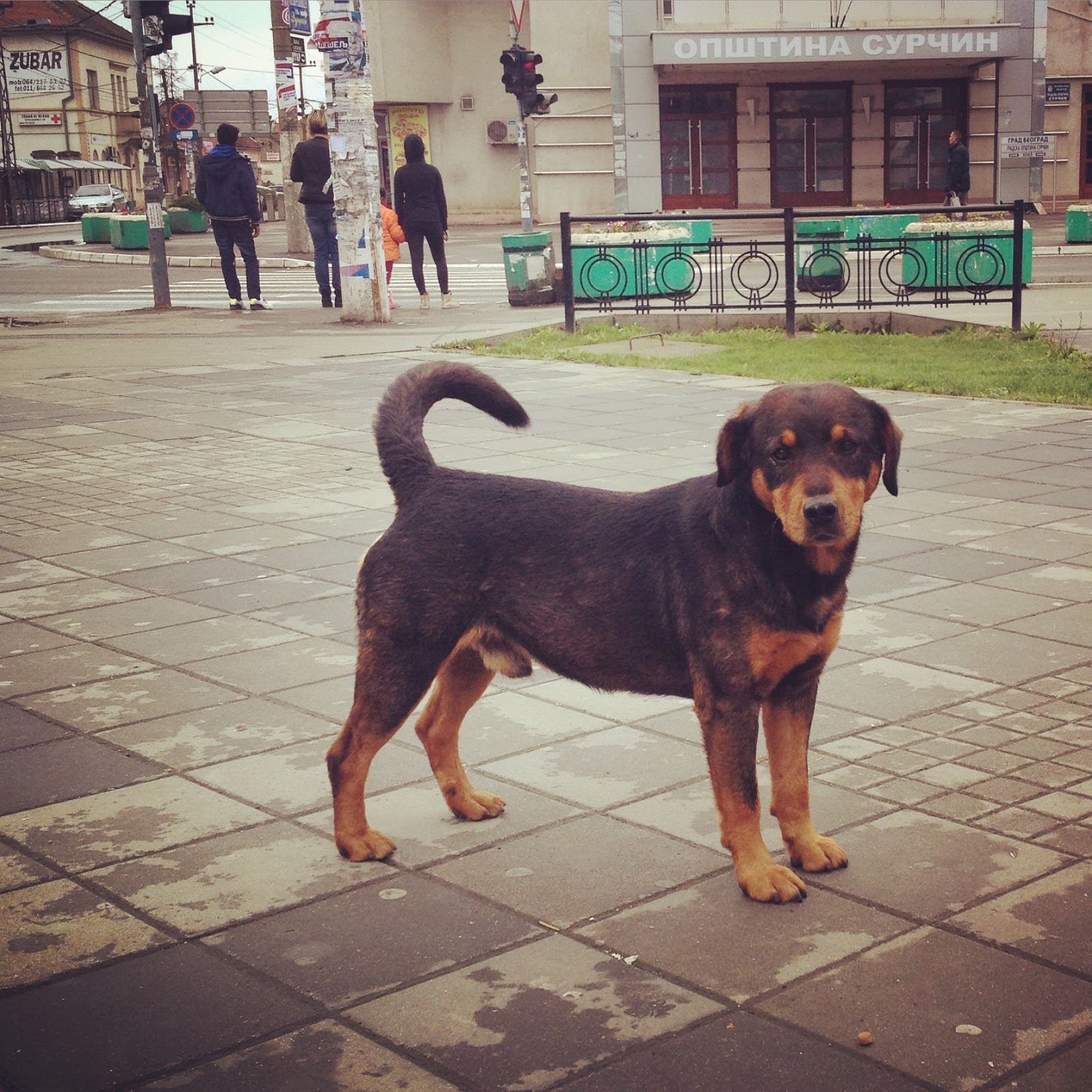 Pound Dogs Toronto Animal Services - dog adoption - animal shelter