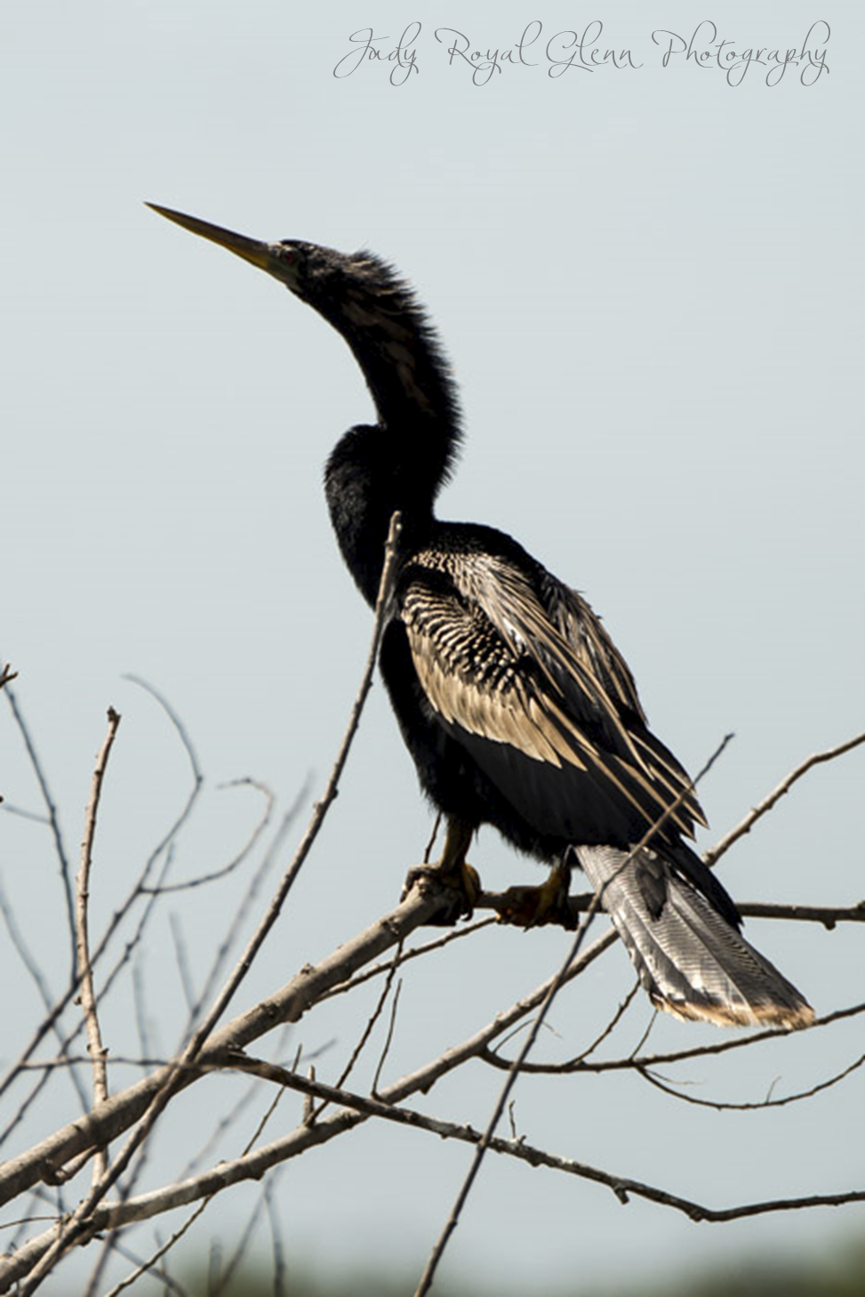 Anhinga - Seeing Through God's Eyes