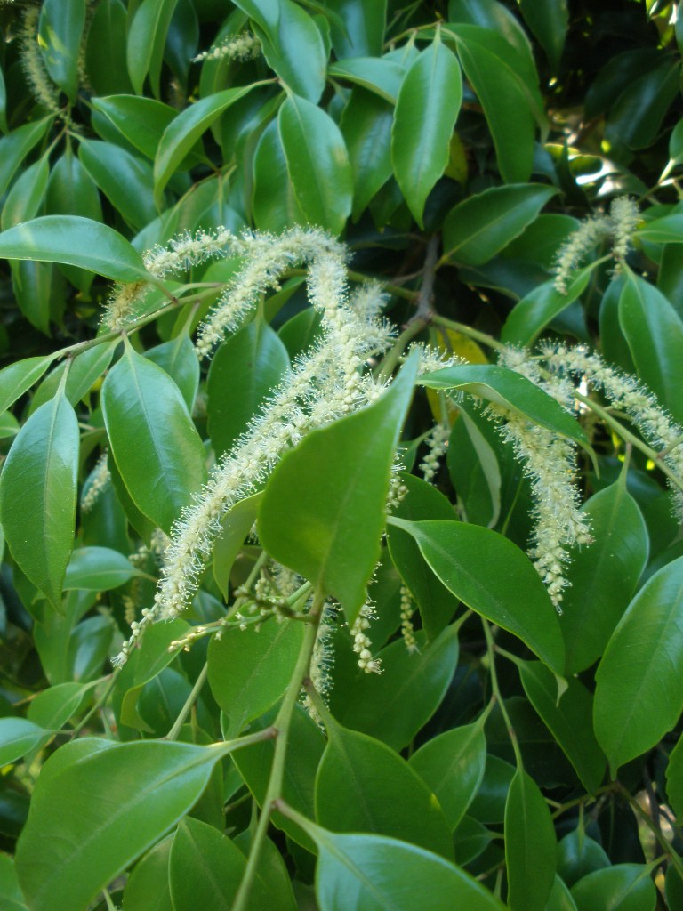 MARIETTE'S BACK TO BASICS: {Castanopsis Cuspidata (Japanese Chinquapin ...