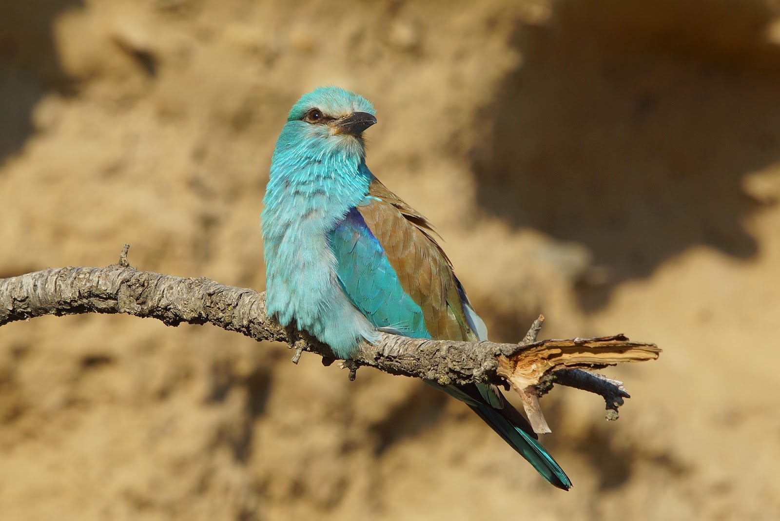 Pasión por las aves: Carraca.(Coracia garrulus)