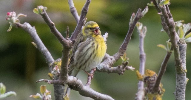 Portland Bird Observatory and Field Centre: 24th April