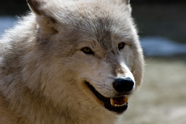 White Wolf : 17 Pictures Of Happiest Wolves Who Show The Best "Smiles"