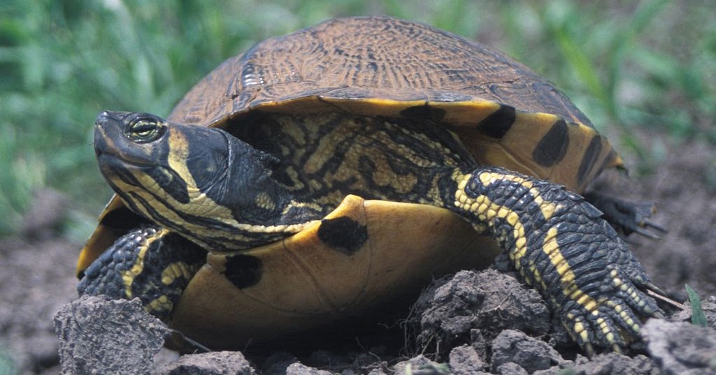 Earth and Space News: North American Pond Slider Habitats Are Clayey ...