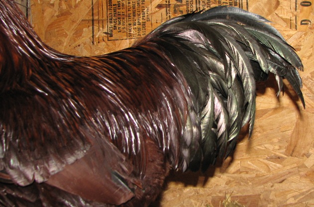 AMERICAN BUCKEYE CLUB: Understanding The SOP