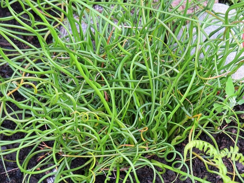 MUHEDIKU MAAILM: SASIPEAD