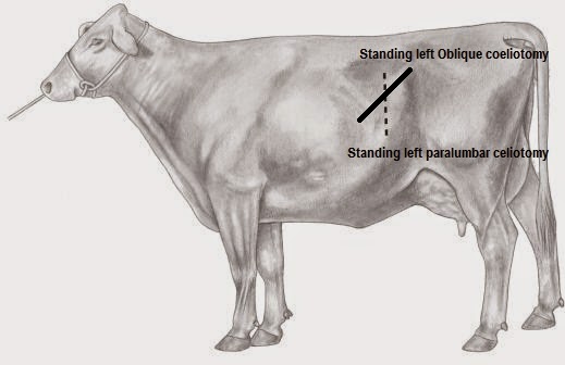 Why C-section in cattle? ⋆ AgVetnepal