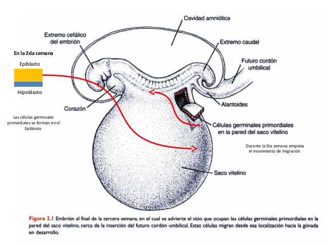 2017 ~ Embriologia Humana