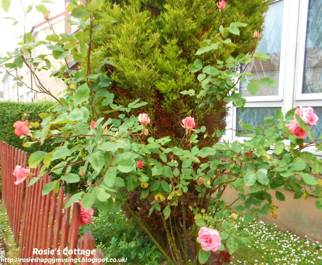 Rosie's Cottage: Garden Smiles: After Storm Hector..