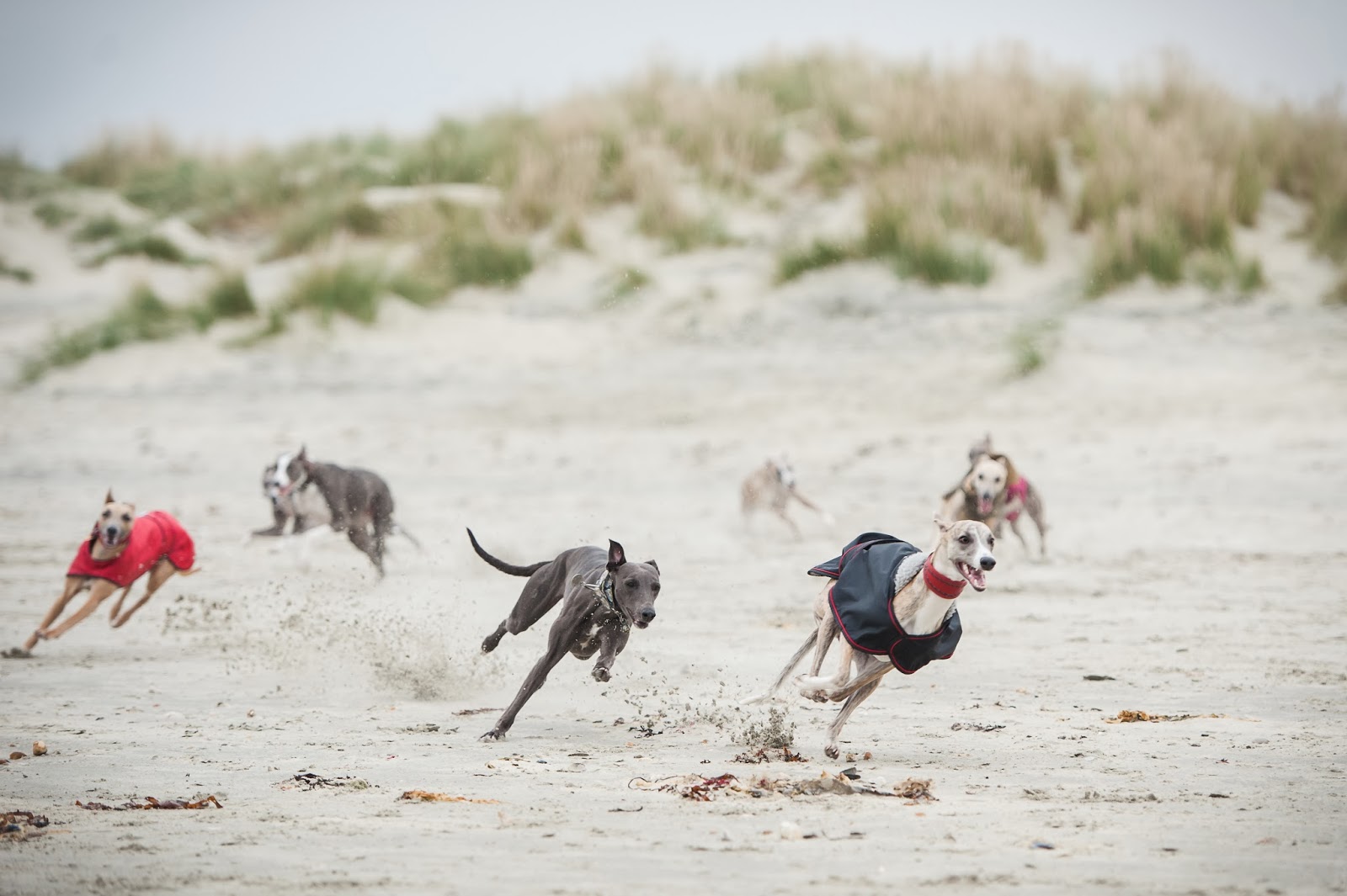 {Whippet Snippets}: West Wittering Whippet Beach Walk (Try saying that ...