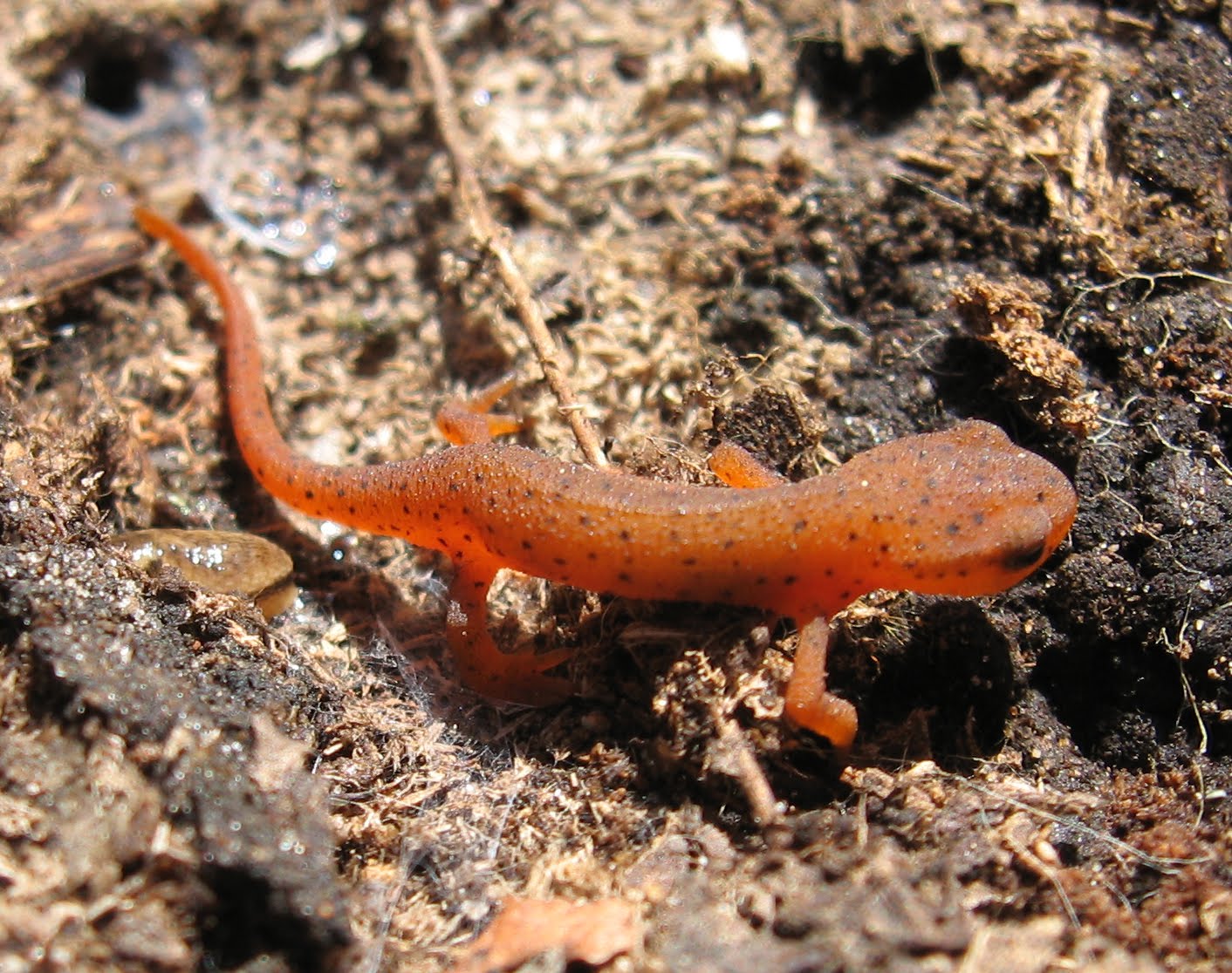 Tangled Web: Eastern Newt (Notophthalmus viridescens viridescens)