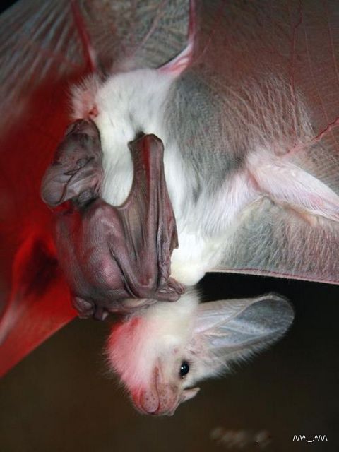 Info on Bats | Ghost Bat