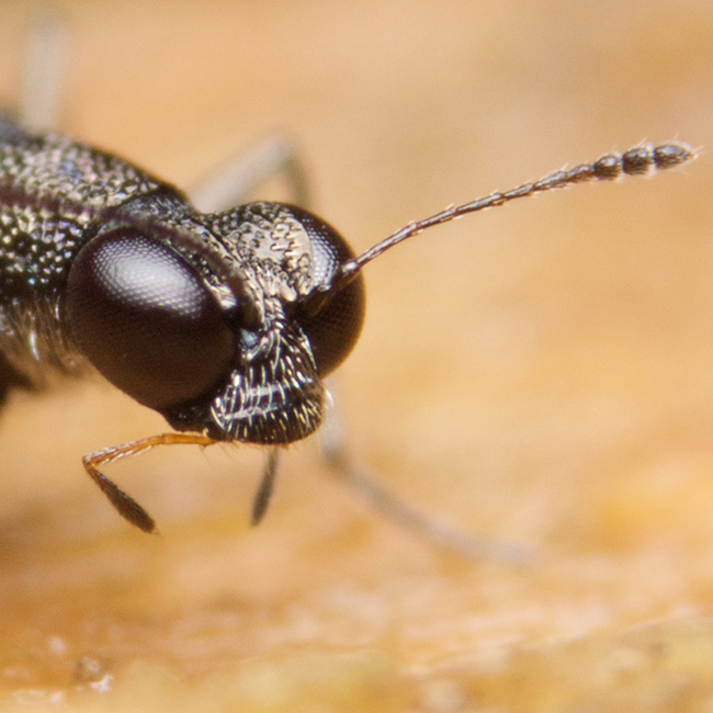 ムシをデザインしたのはダレ？: ホソフタホシメダカハネカクシ