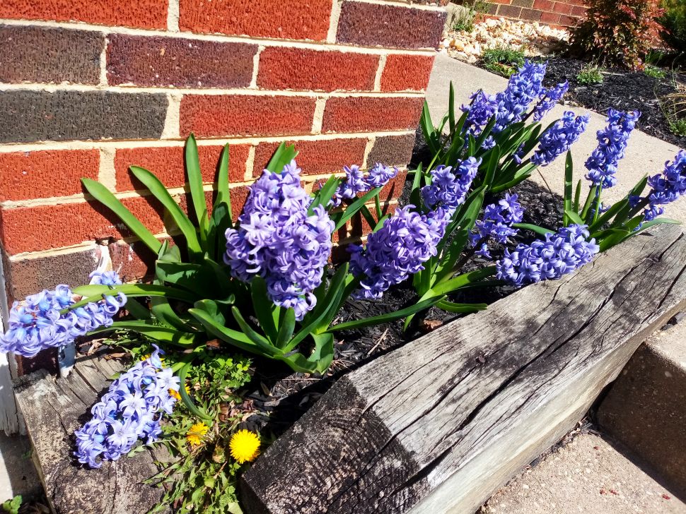 Future Plants by Randy Stewart: Hyacinth