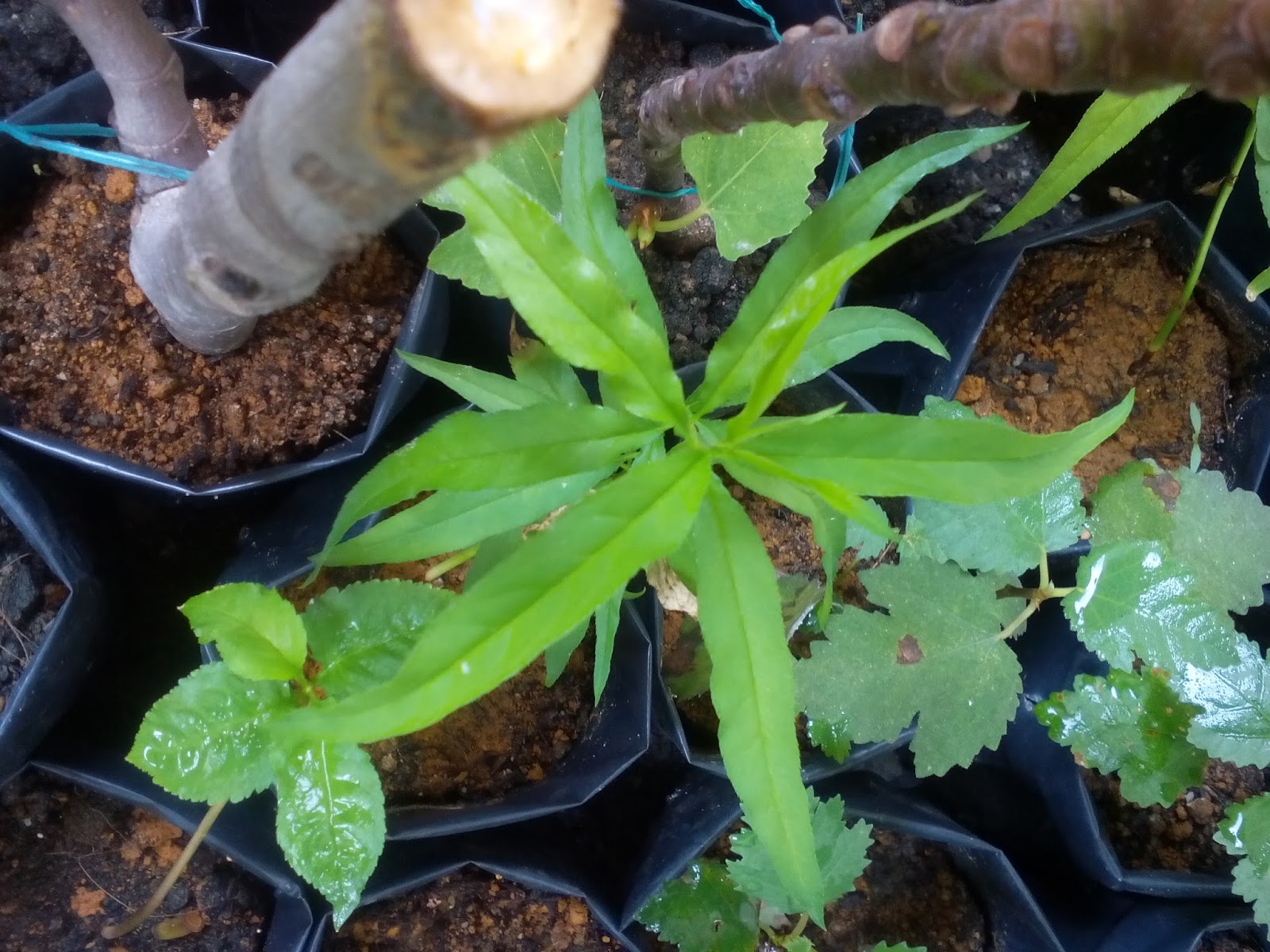 My AGRI LOG: PERCUBAAN UNTUK MENYEMAI POKOK PEACH