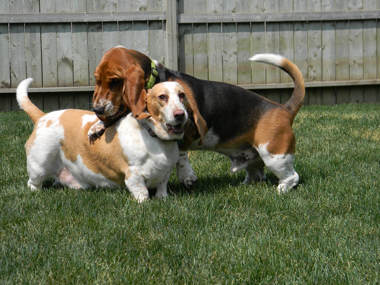 Basset Momma: Hot Hounds in the Summer