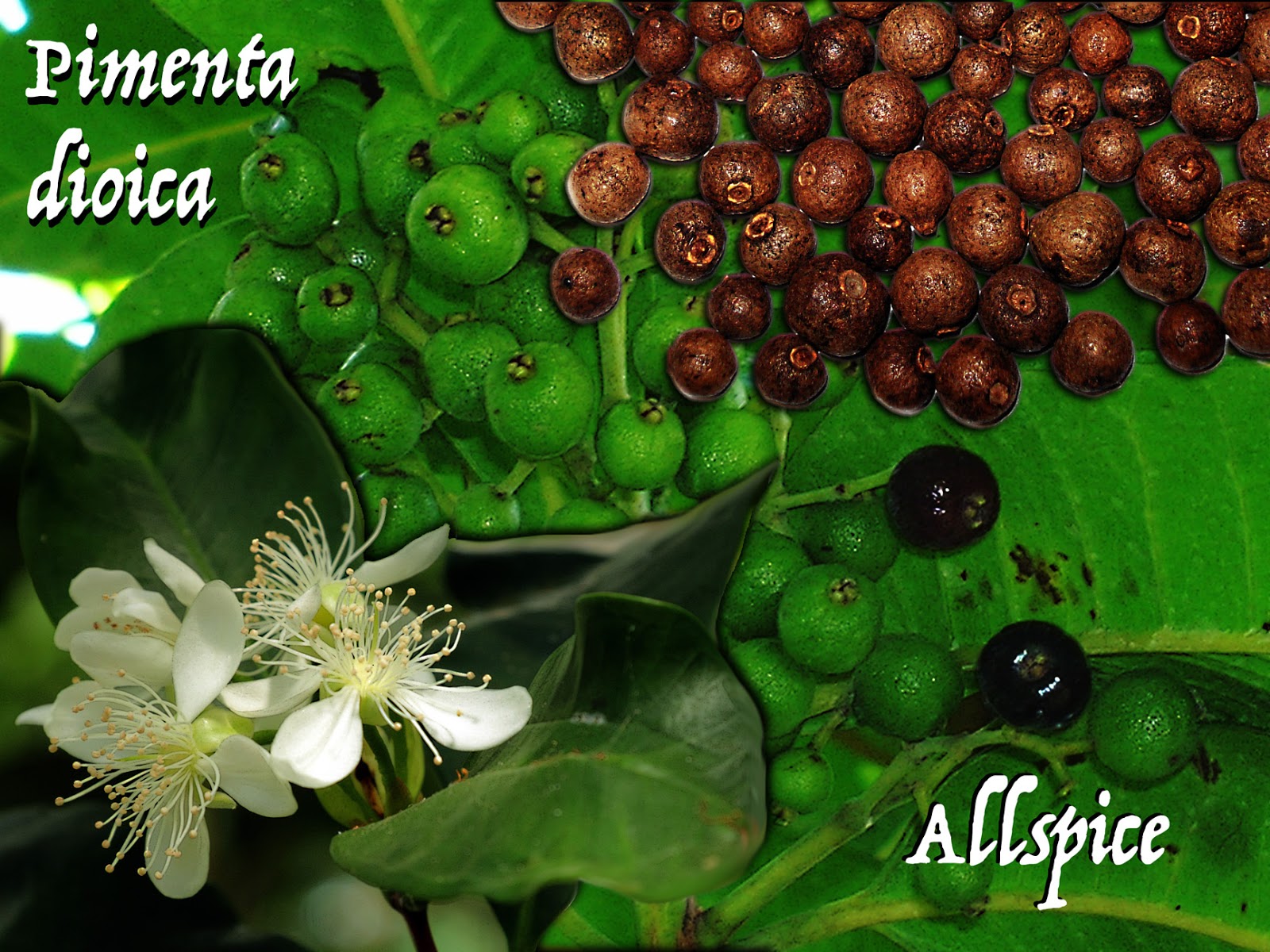 Intelliblog: ALL ABOUT ALLSPICE