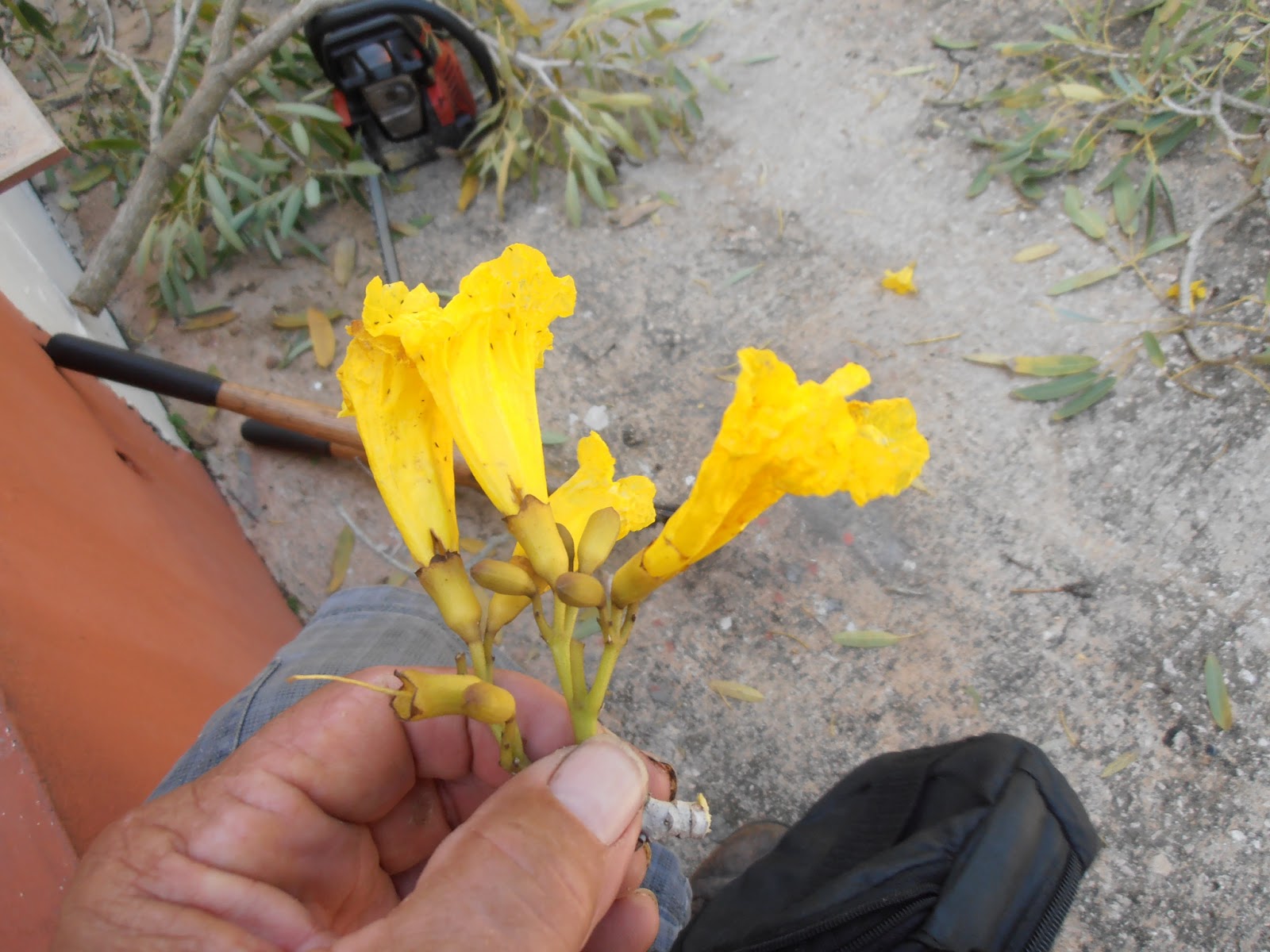 Flora de Puerto Rico Ilustrada Papo Vives: BIGNONIACEAE Tabebuia aurea ...