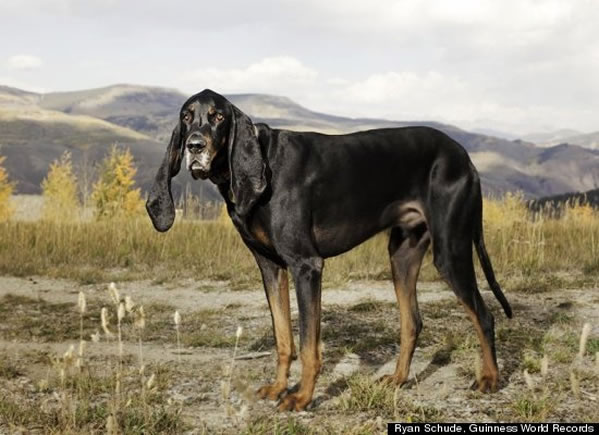 UNIVERSO aRo: Guinness para perro mas orejon del mundo