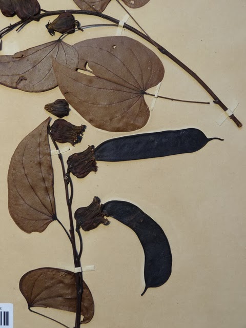 Jacques Huber and the Amazonian Botany: Plant collections