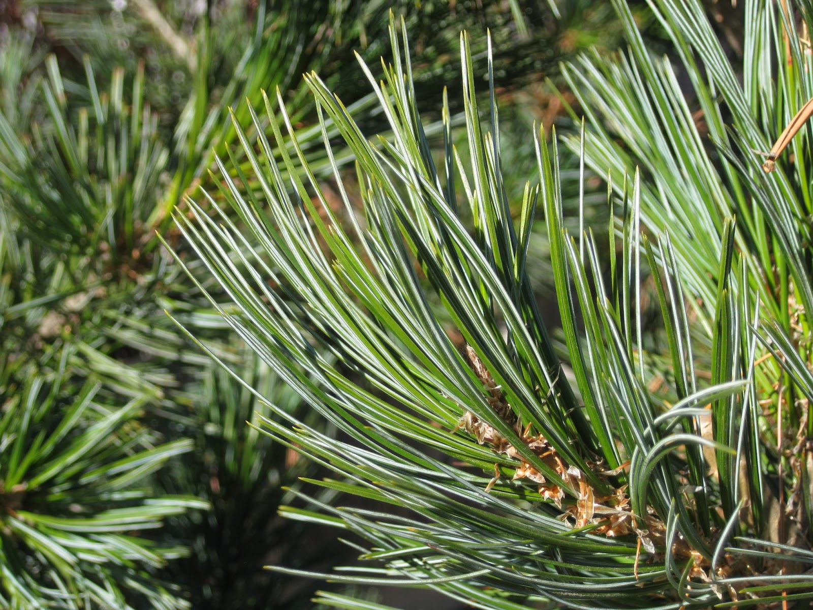 Trees of Santa Cruz County: Pinus flexilis 'Vanderwolf's Pyramid ...