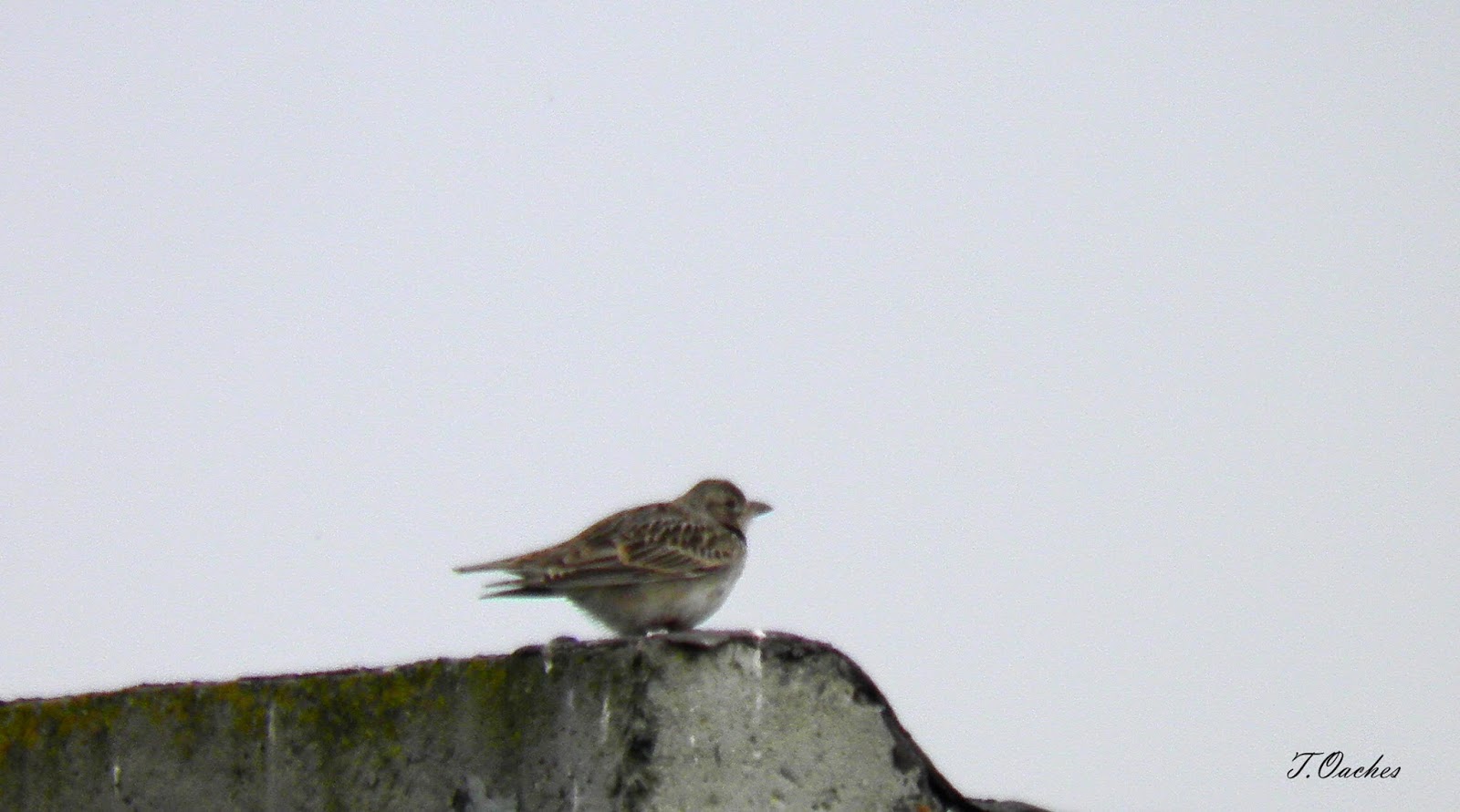 PASARI DIN ROMANIA: CIOCARLIE DE BARAGAN, Melanocorypha calandra