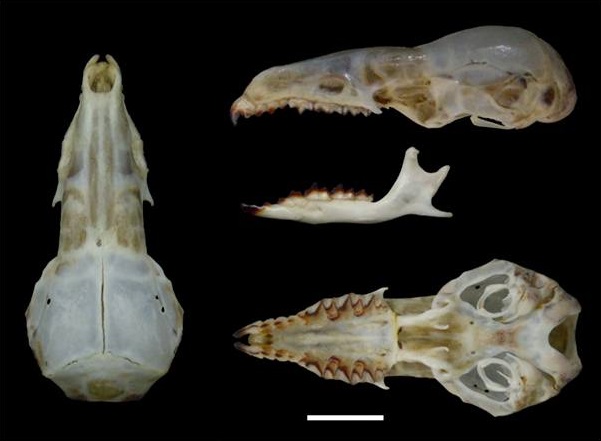 Species New to Science: [Mammalogy • 2018] Cryptotis evaristoi • A New ...