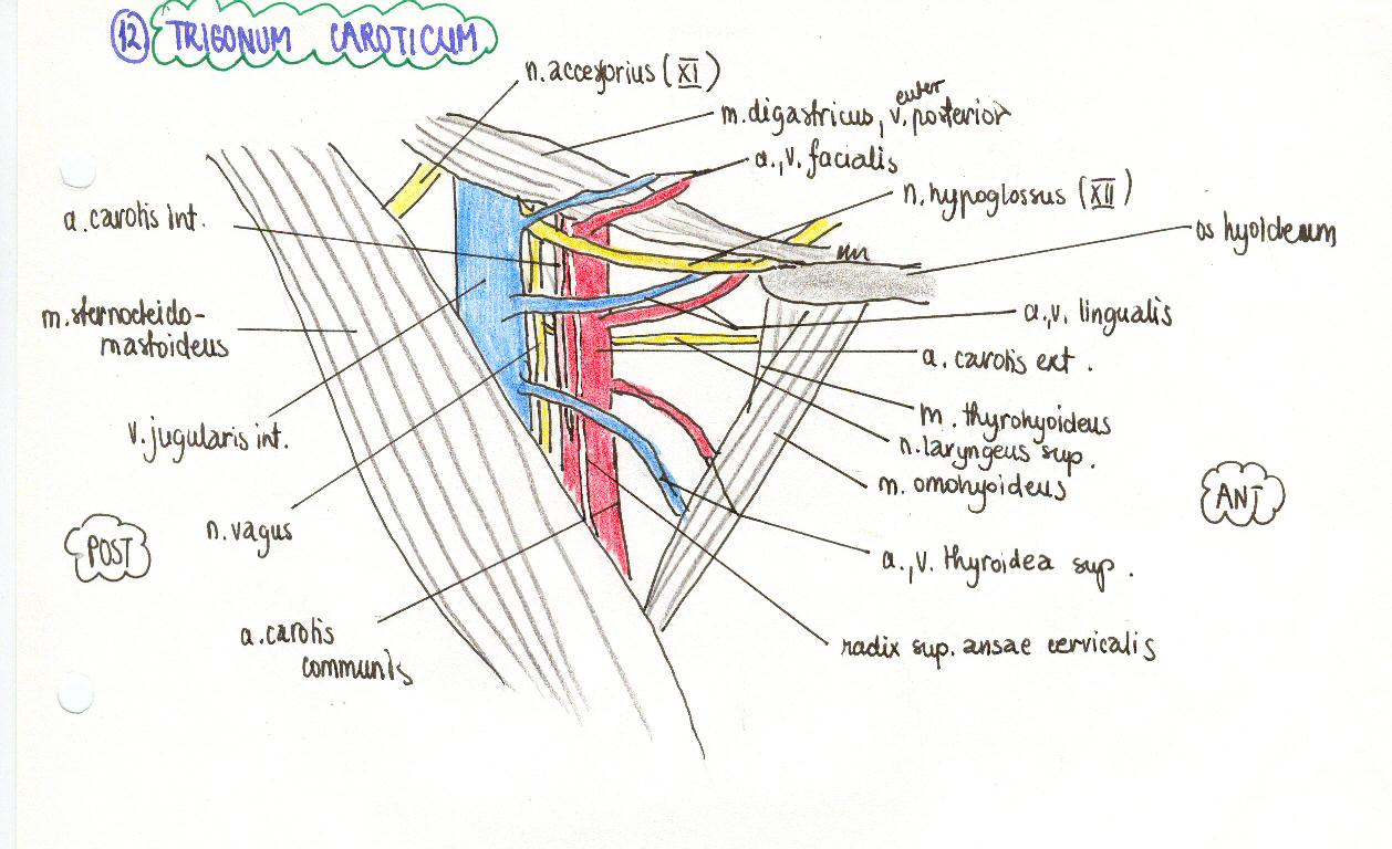Extraordinary science for ordinary people: Carotid Artery Stenosis ...