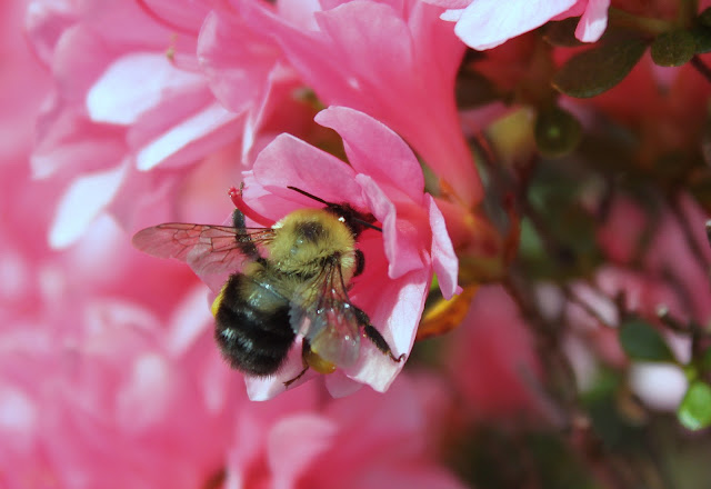 52 FLEA: Busy As A Bee