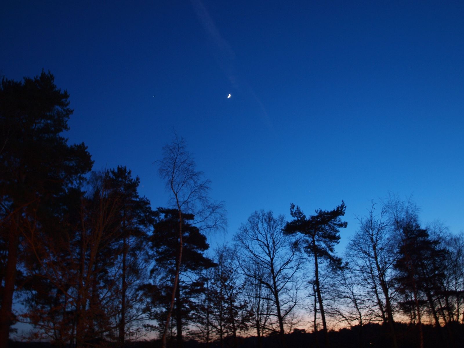 Mark's Veg Plot: Photos