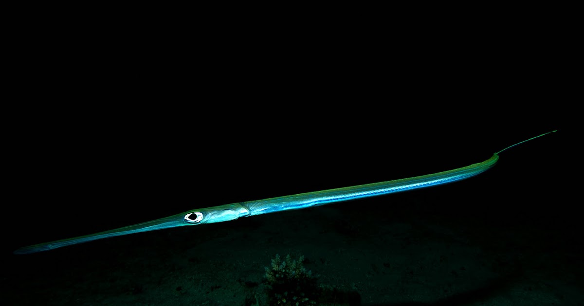 Blue Spotted Cornetfish