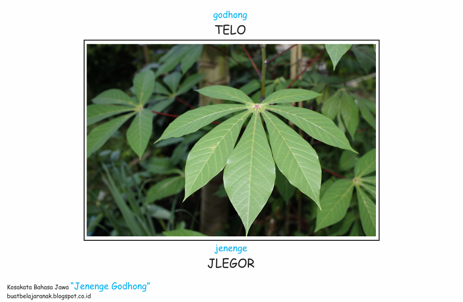 Kosakata : Nama-Nama Daun dalam Bahasa Jawa - SIAP UJIAN
