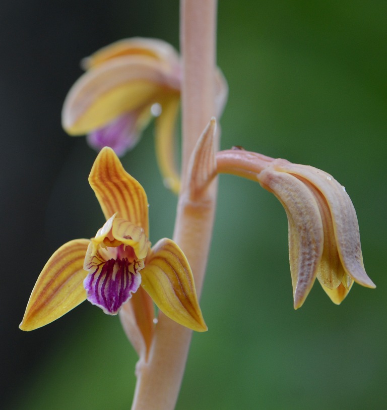 Ohio Birds and Biodiversity: Think Plants!