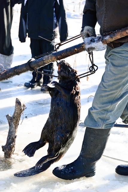 This Time Around: Beaver Traps
