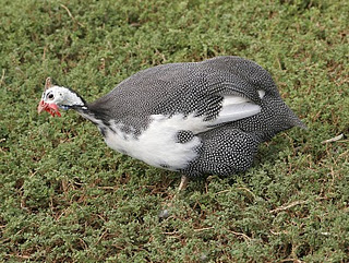 Guinea Fowl | Wildlife | The Wildlife