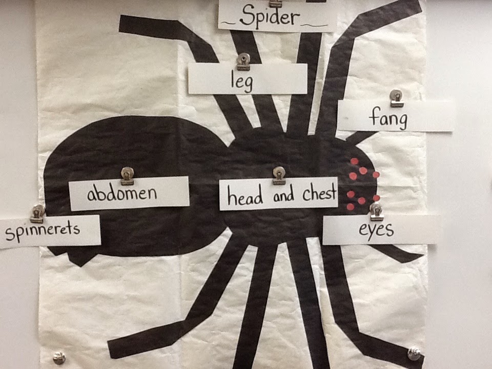 Mrs. Navarre’s Teaching Blog: Spider Diagram