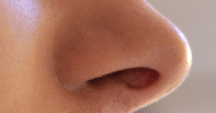 Jochen Ebmeiers Realien: Das Gedächtnis des Riechhirns.